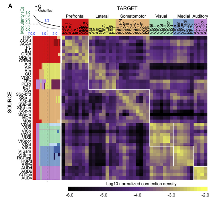 小鼠前额叶皮层：多样性中的统一（ The mouse prefrontal cortex: Unity in diversity） - HANBUSHI - 博客园