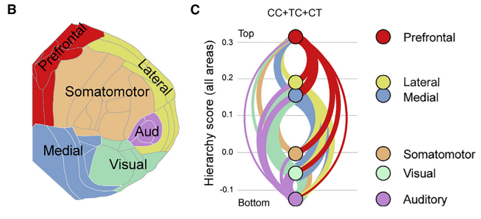 小鼠前额叶皮层：多样性中的统一（ The mouse prefrontal cortex: Unity in diversity） - HANBUSHI - 博客园