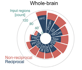 小鼠前额叶皮层：多样性中的统一（ The mouse prefrontal cortex: Unity in diversity） - HANBUSHI - 博客园