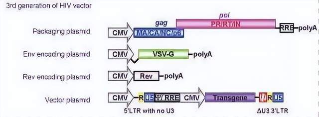 慢病毒包装原理解析 - S_梦痕 - 博客园