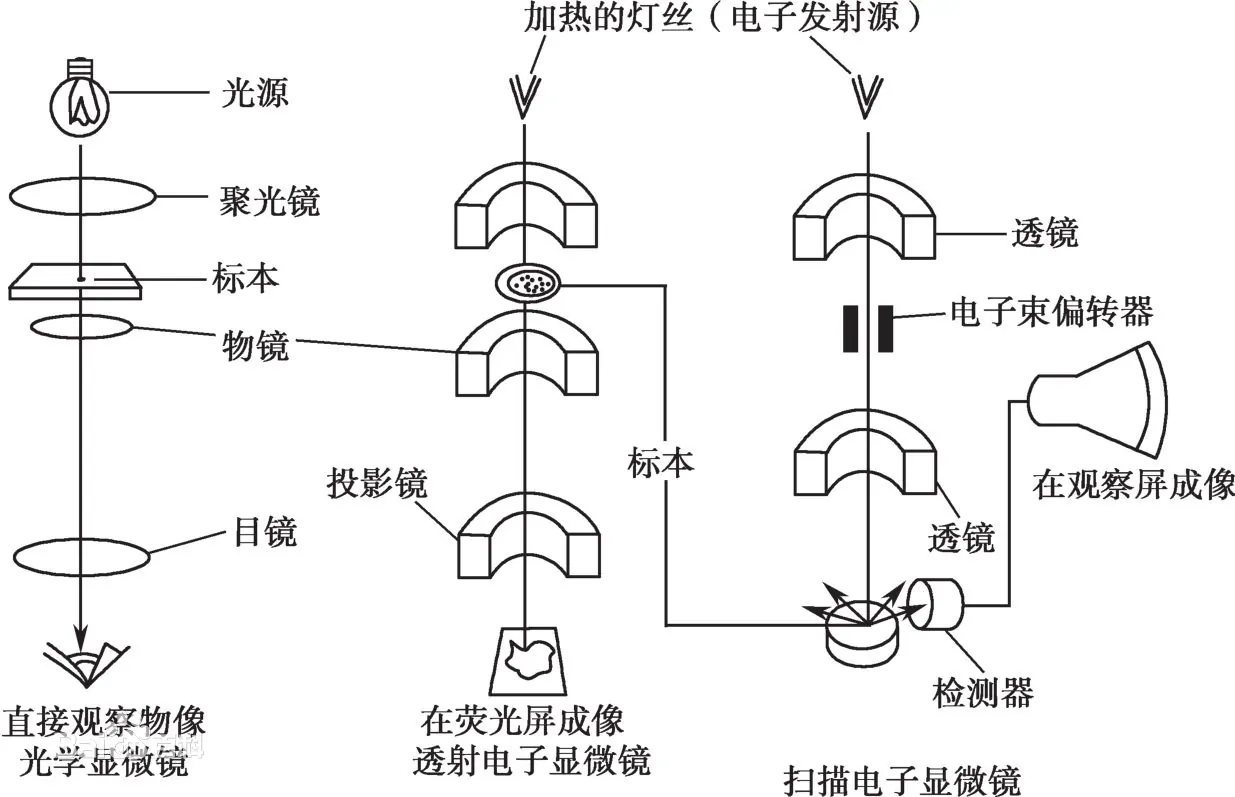 各种显微镜示意图 - 苍月代表我 - 博客园